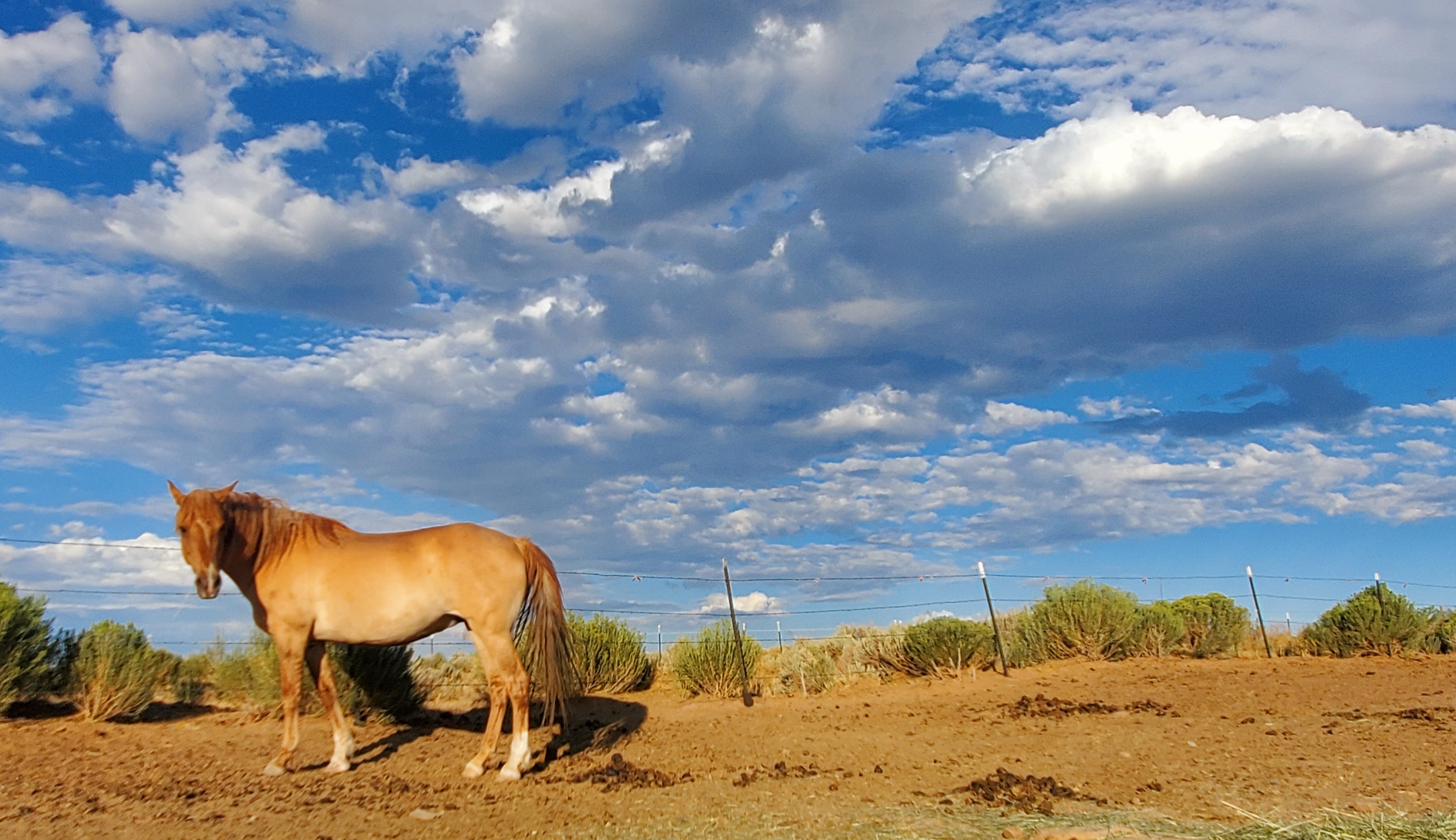 Ginger - Steadfast Steeds