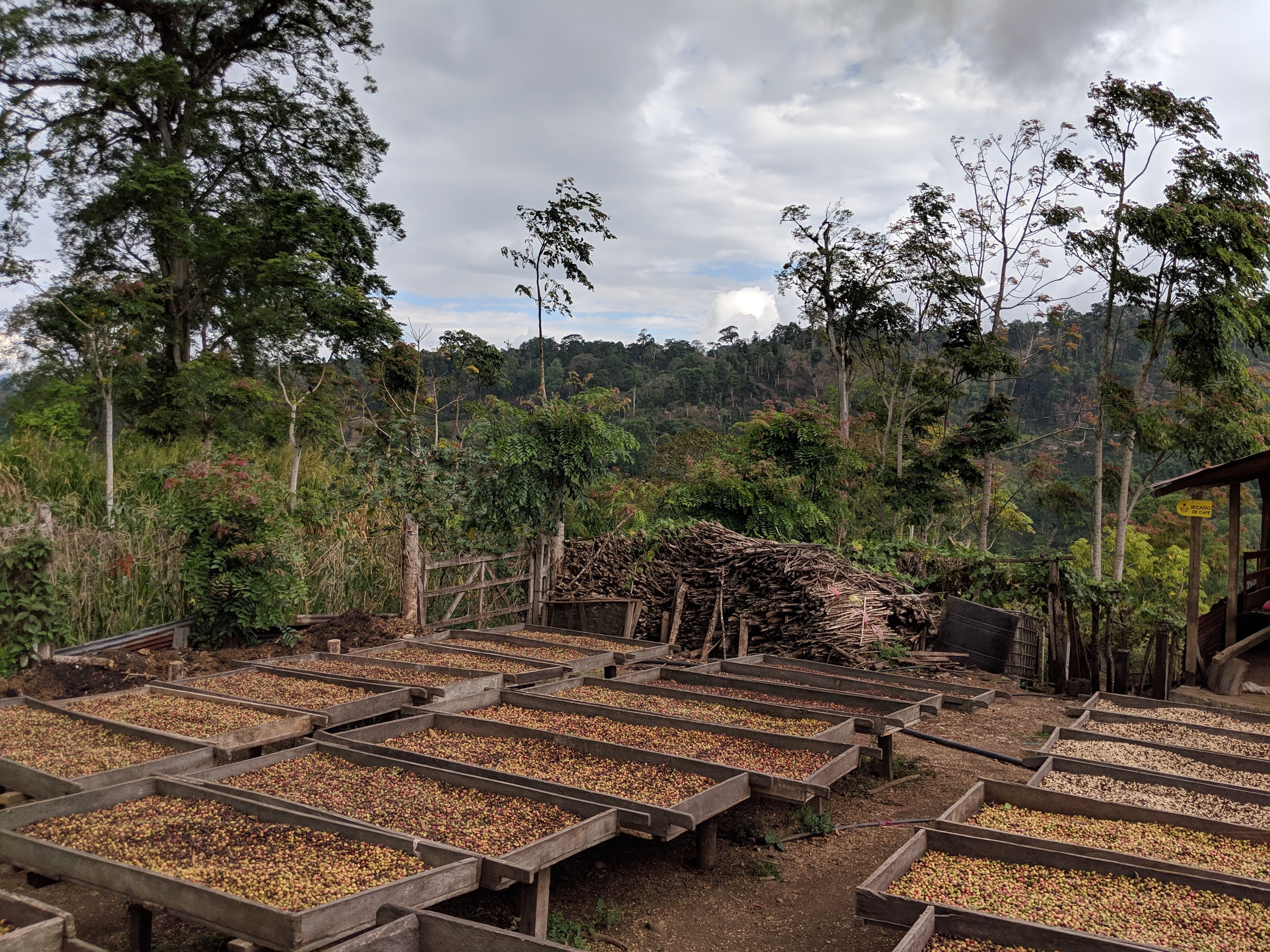 Deeply Rooted Grounds- Coffee - Deeply Rooted Grounds, Inc.