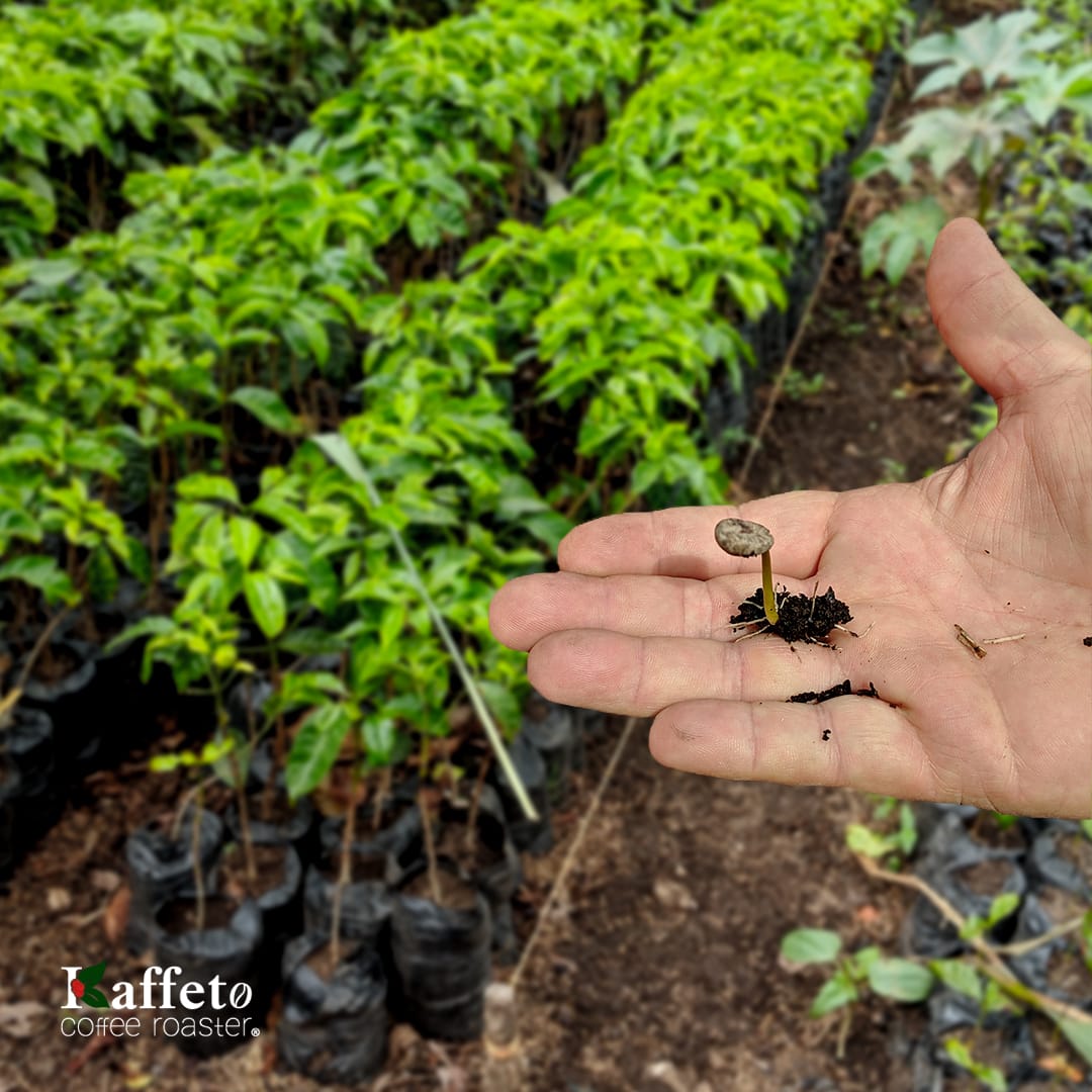 Deeply Rooted Grounds- Coffee - Deeply Rooted Grounds, Inc.