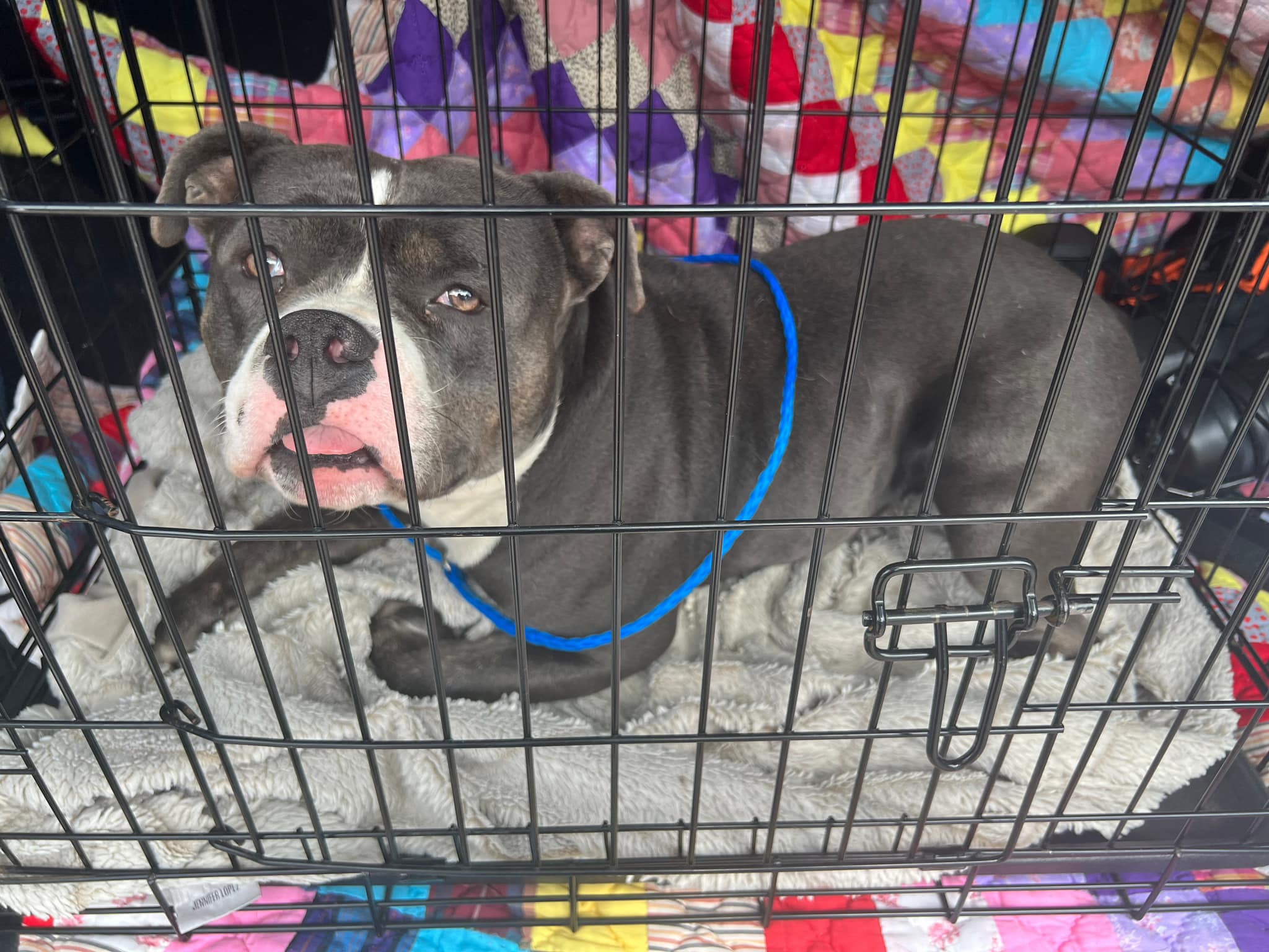 Emergency Medical Care for Dax - The Love Pit