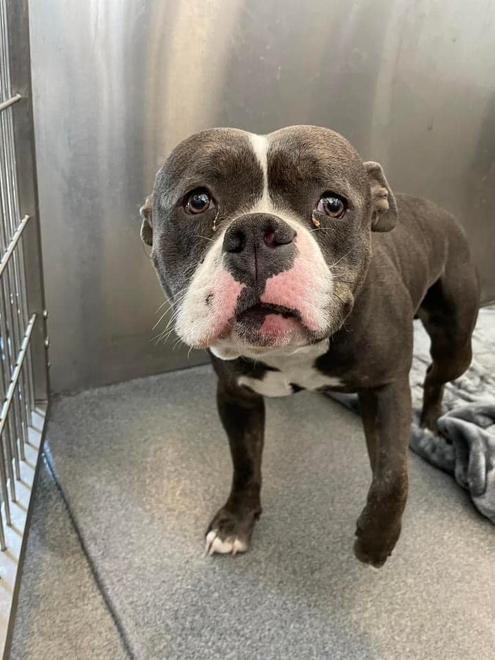 Emergency Medical Care for Dax - The Love Pit