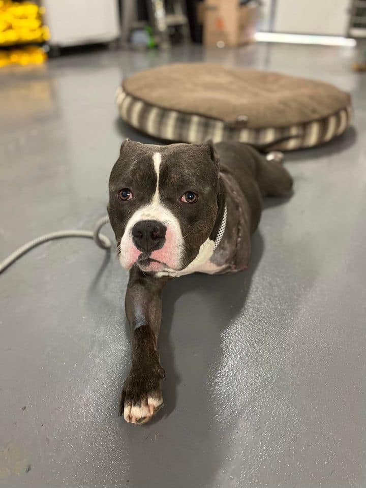 Emergency Medical Care for Dax - The Love Pit