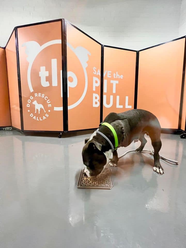 Emergency Medical Care for Dax - The Love Pit