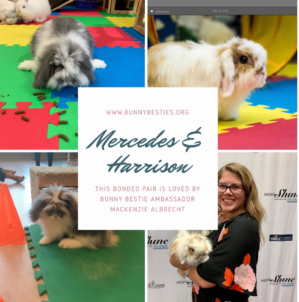 Hop On Our Fundraiser 2021 - Bunny Besties