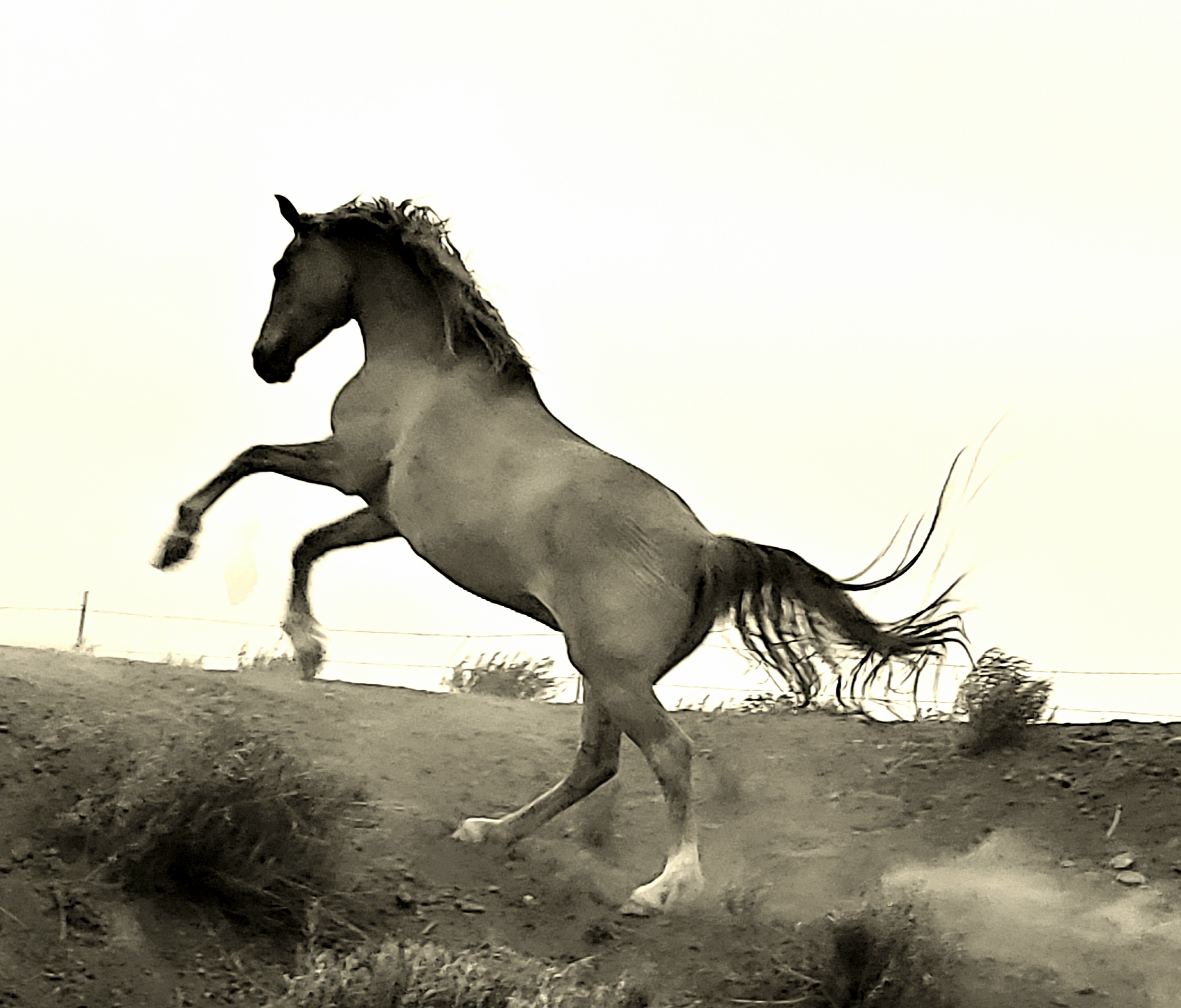 Ginger - Steadfast Steeds