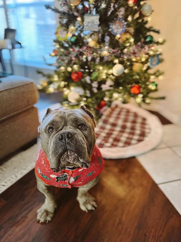 Merry Pitmas 2023 - The Love Pit