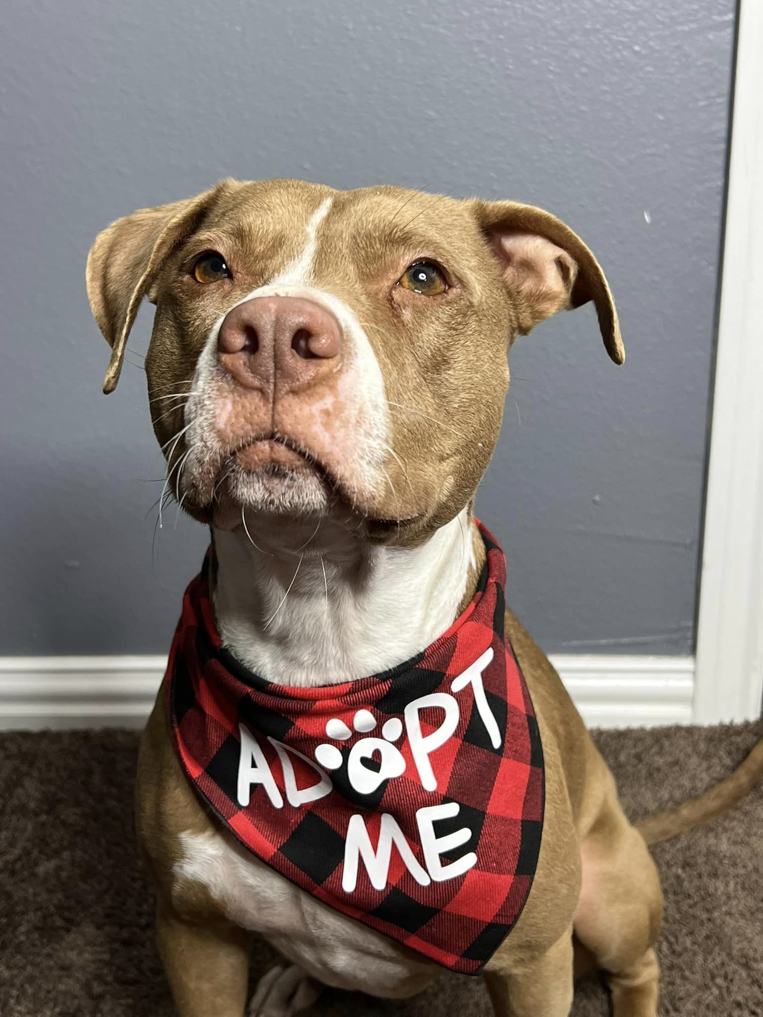 Merry Pitmas 2023 - The Love Pit