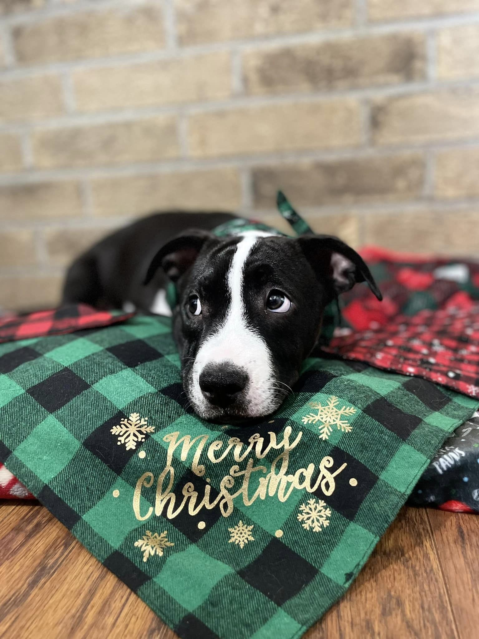 Merry Pitmas 2023 - The Love Pit