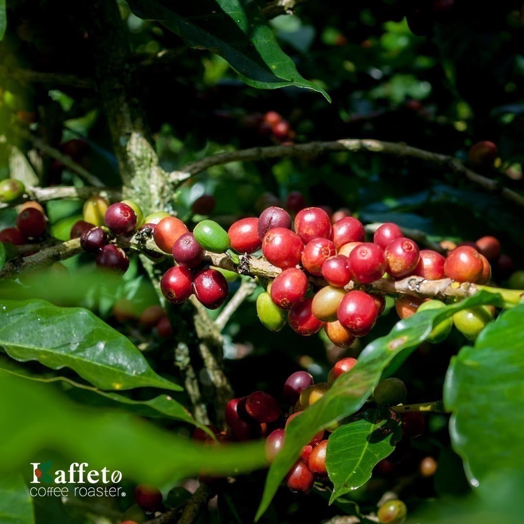 Deeply Rooted Grounds- Coffee - Deeply Rooted Grounds, Inc.