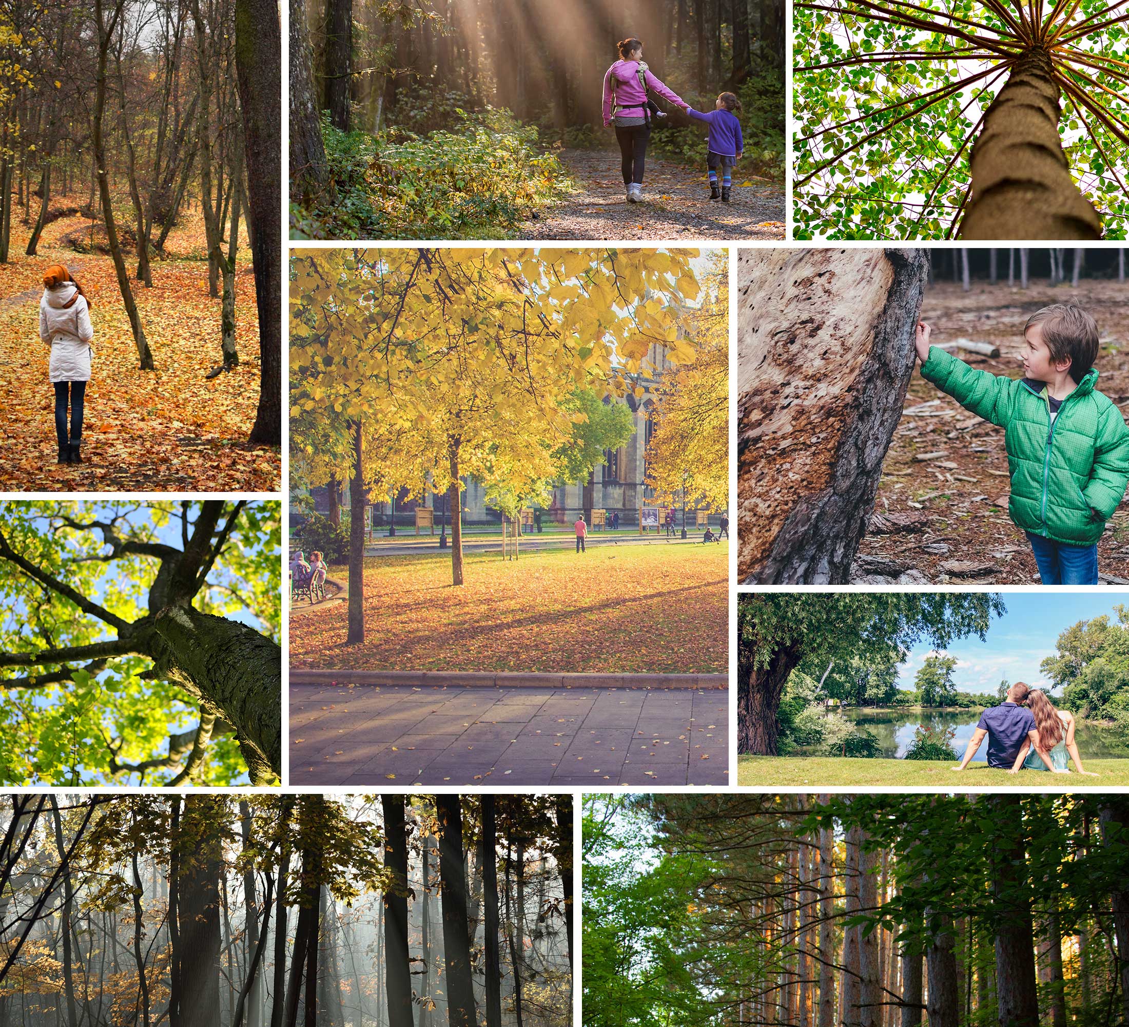 Help Us Plant More Trees in Michigan - Releaf Michigan, Inc.