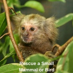 Sponsor a Titi Monkey - Kids Saving the Rainforest