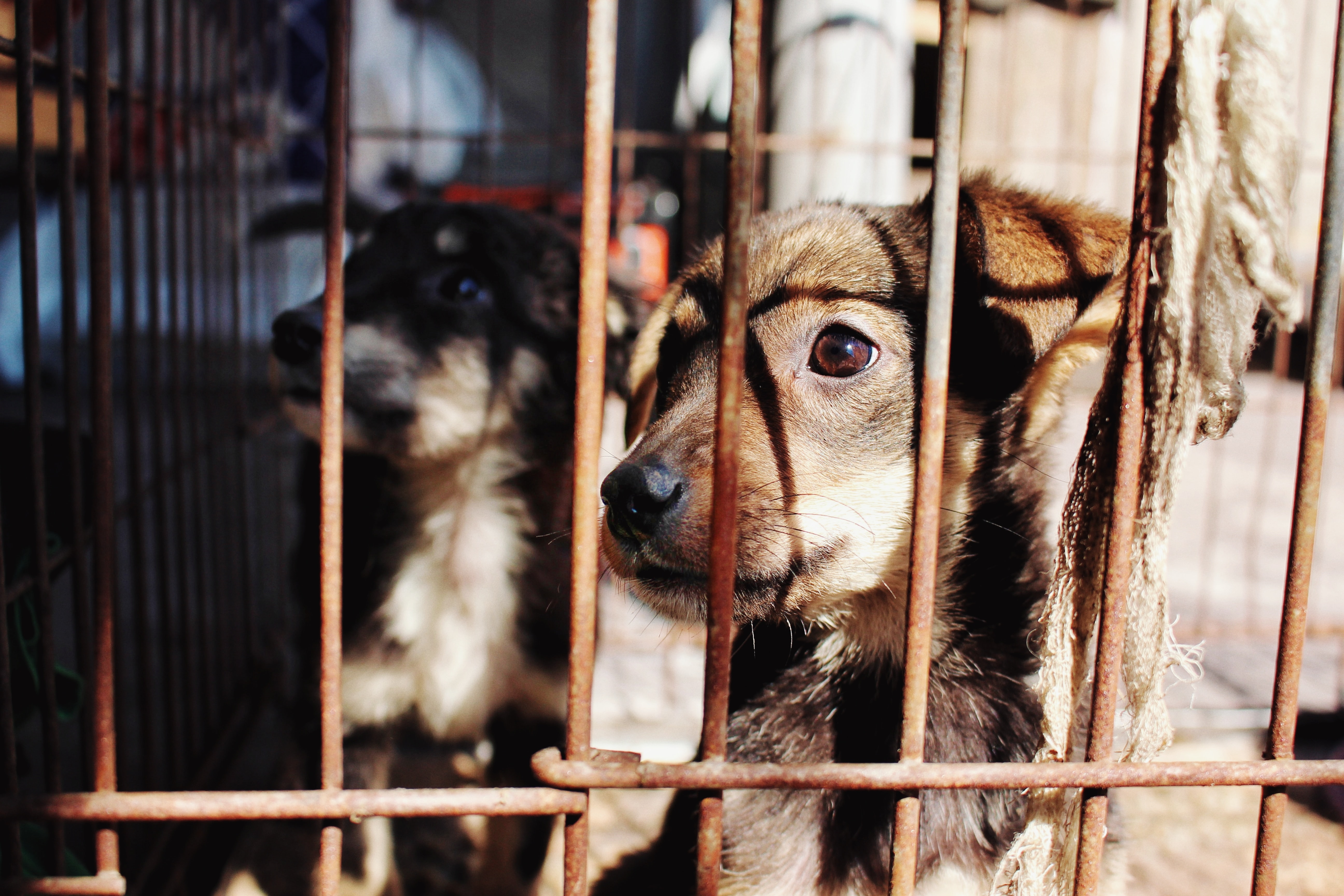 China Shelter Move - Urgent! - The Vanderpump Dog Foundation