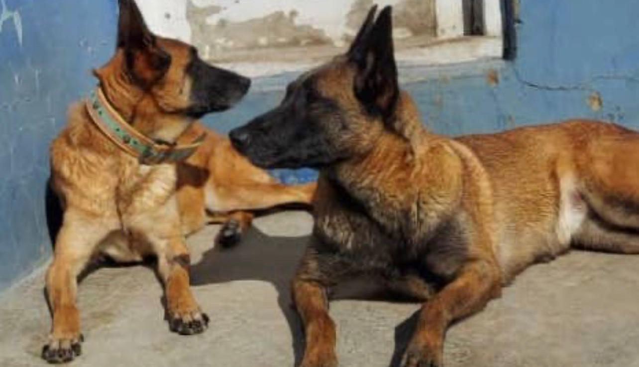 Support Mission K9 Rescue - Saving Working Dogs - Mission K9 Rescue