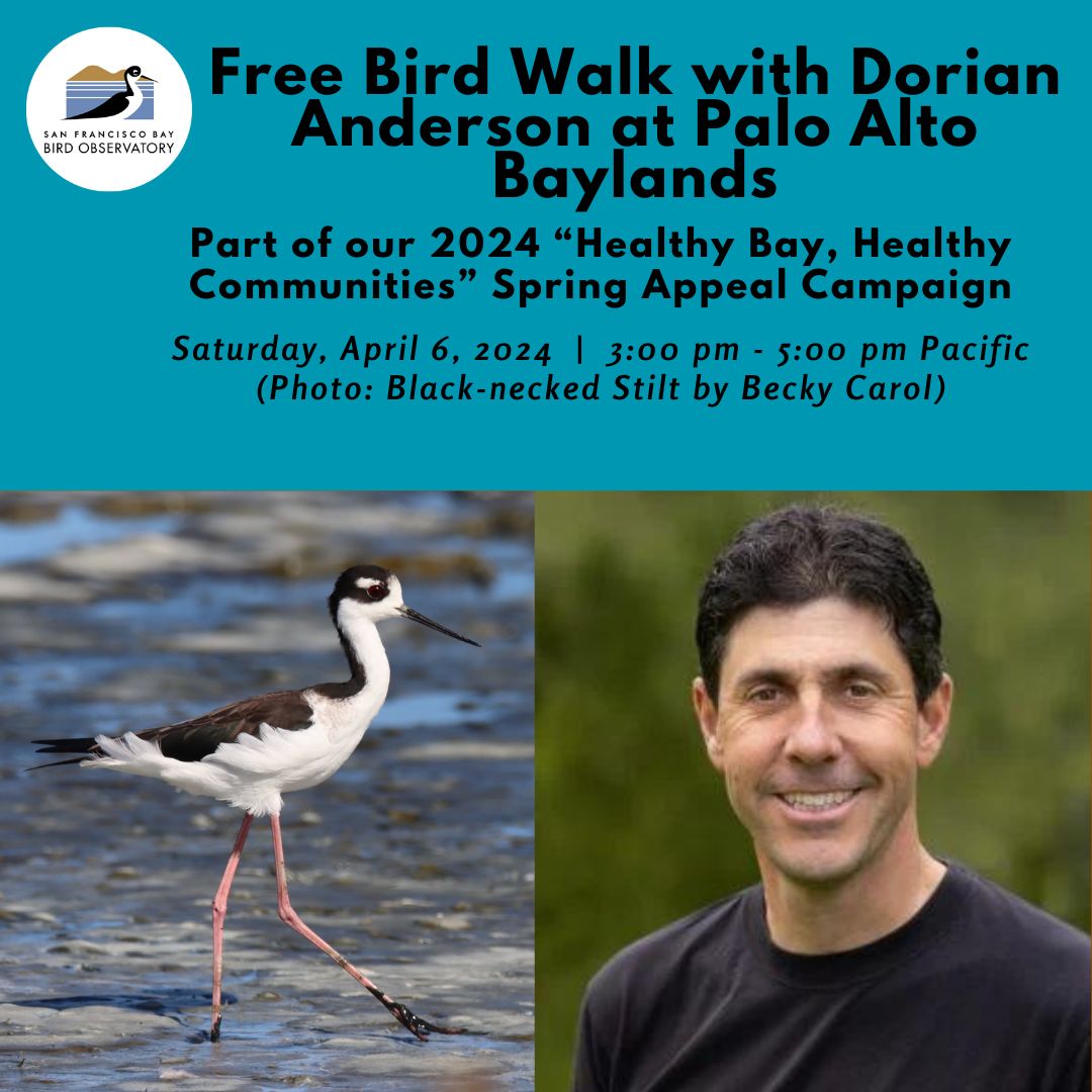 Birding with Dorian Anderson at Palo Alto Baylands - San Francisco Bay ...