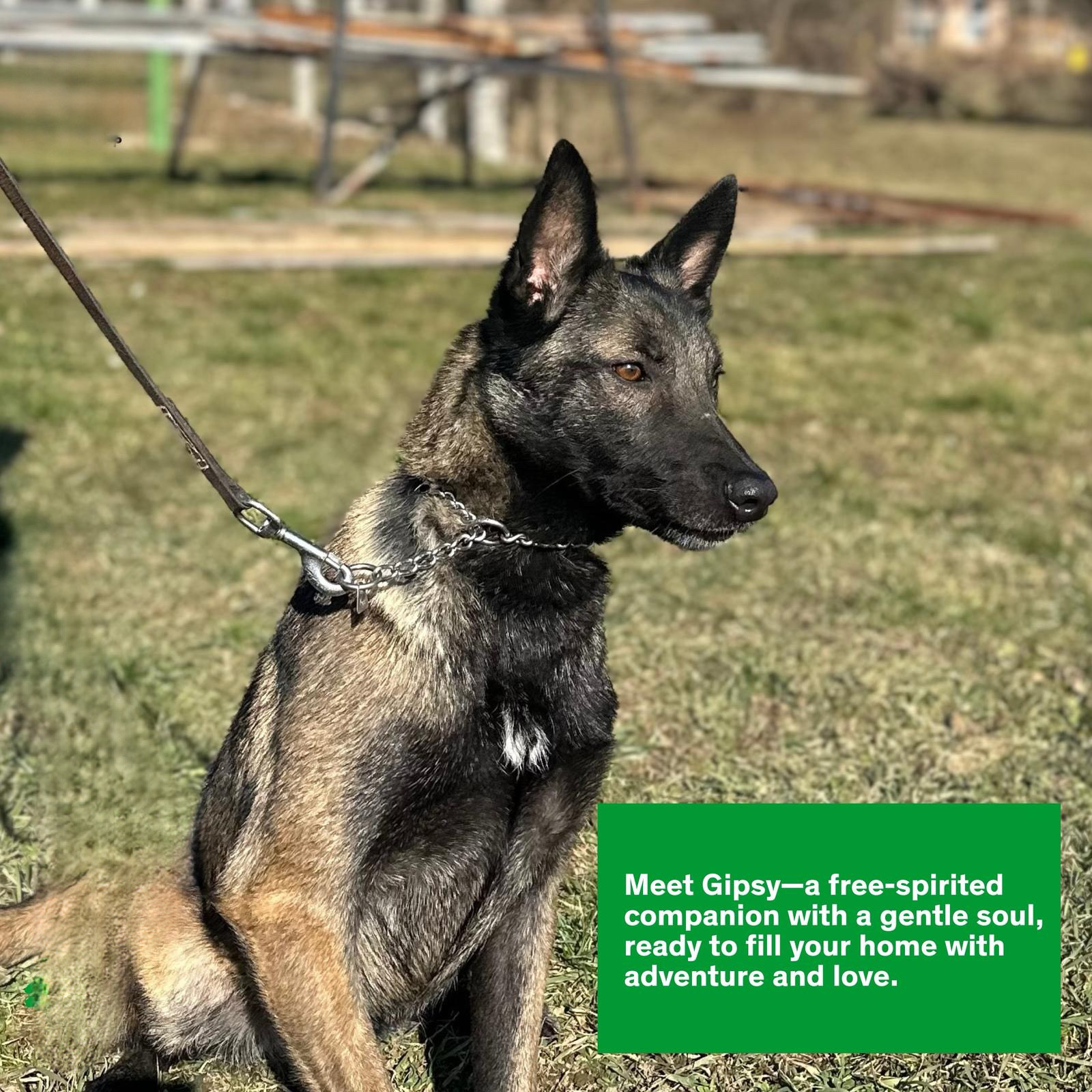 Support Mission K9 Rescue - Saving Working Dogs - Mission K9 Rescue