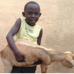Give a Goat - Global Village Connect