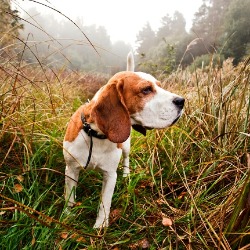 KY Rabbit Hunt Weekend - Hope for Heroes, Inc.