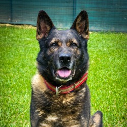 CBP-CWD Jack - Care and Support! - Mission K9 Rescue