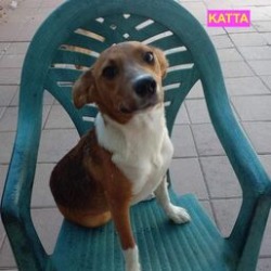 Katta - Pet Adoption Application Form - Melita's Dream Animal Rescue