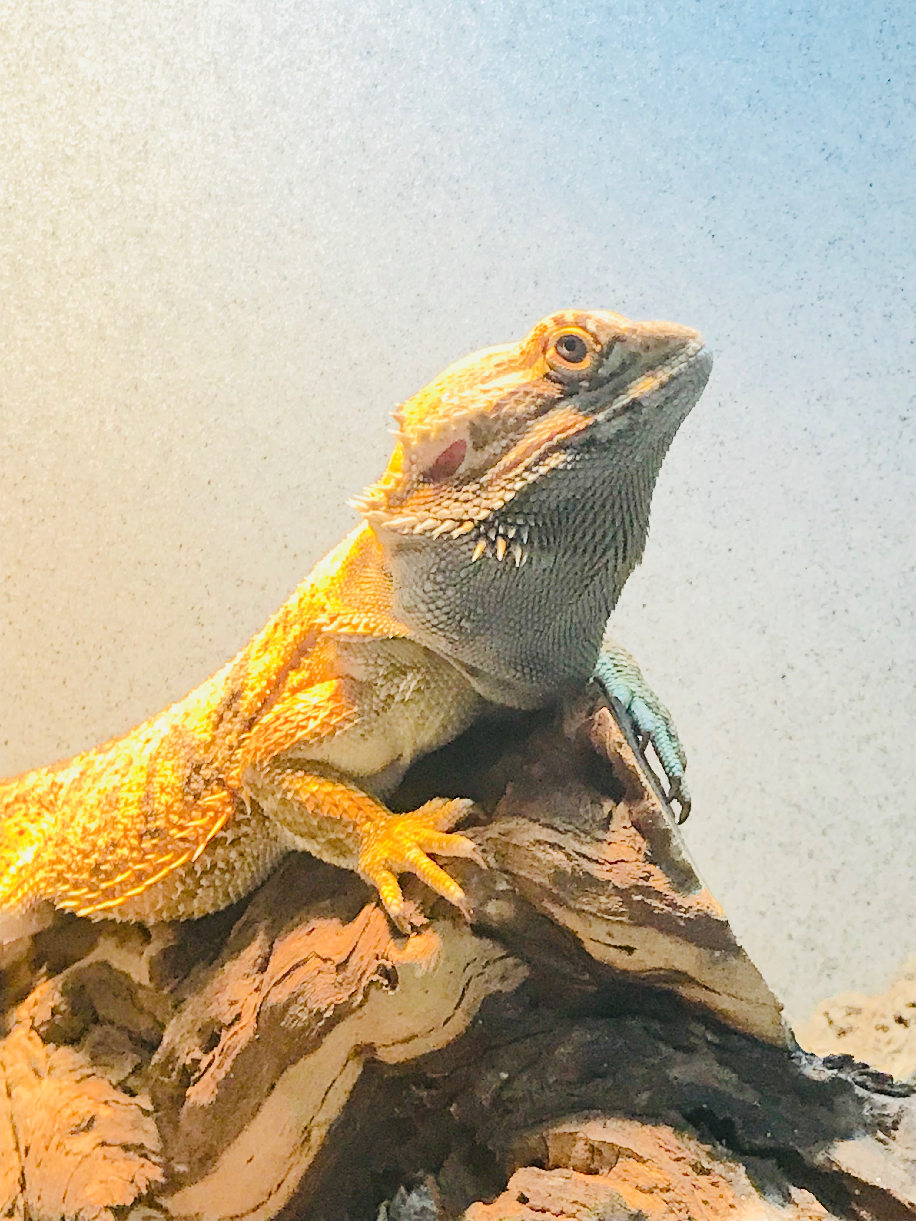 Neegan the Bearded Dragon - Happy Tales Animal Sanctuary, Inc.