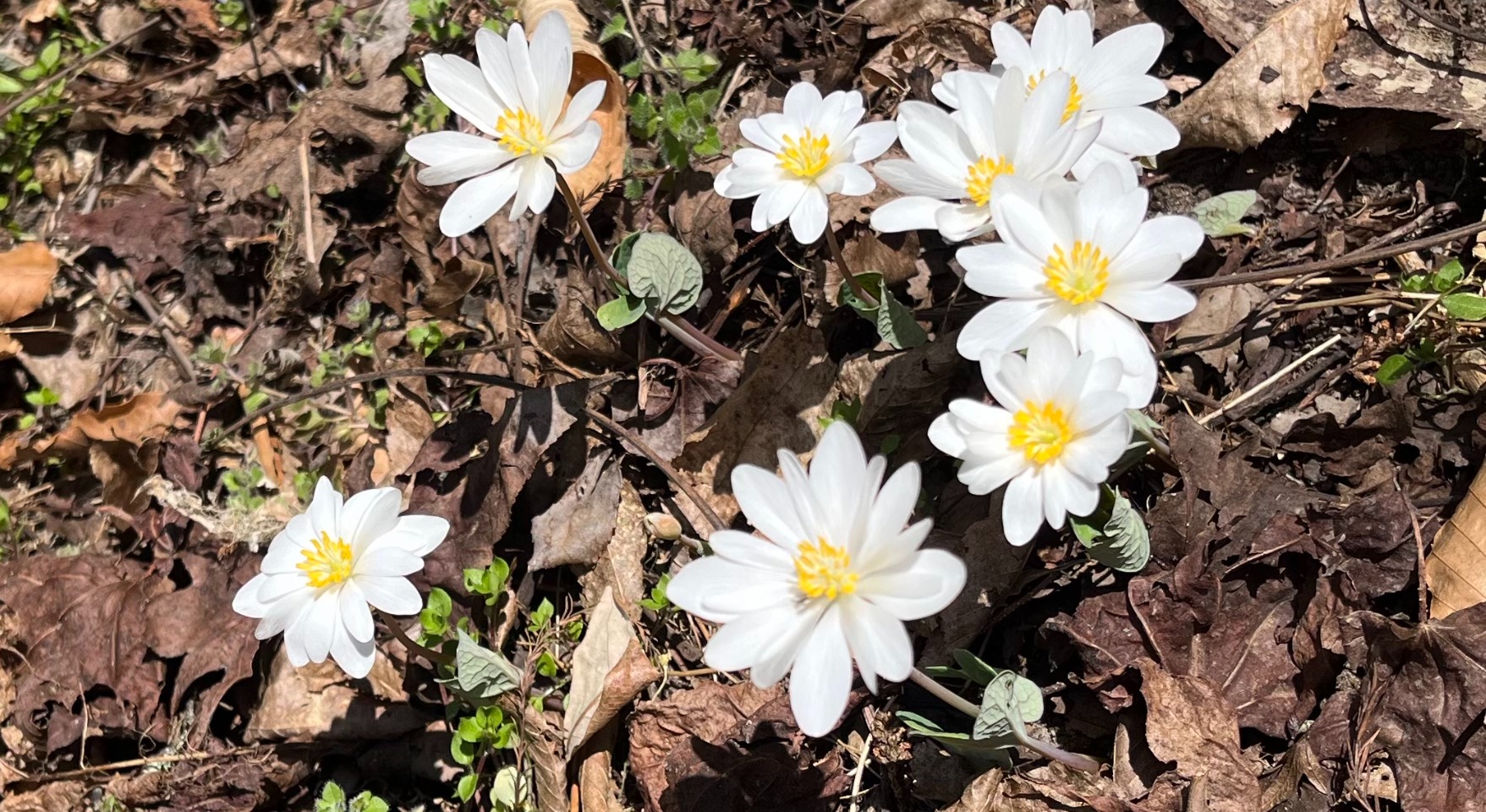 Spring Nature Walk Mar 23 - Friends of Dragon Run, Inc.