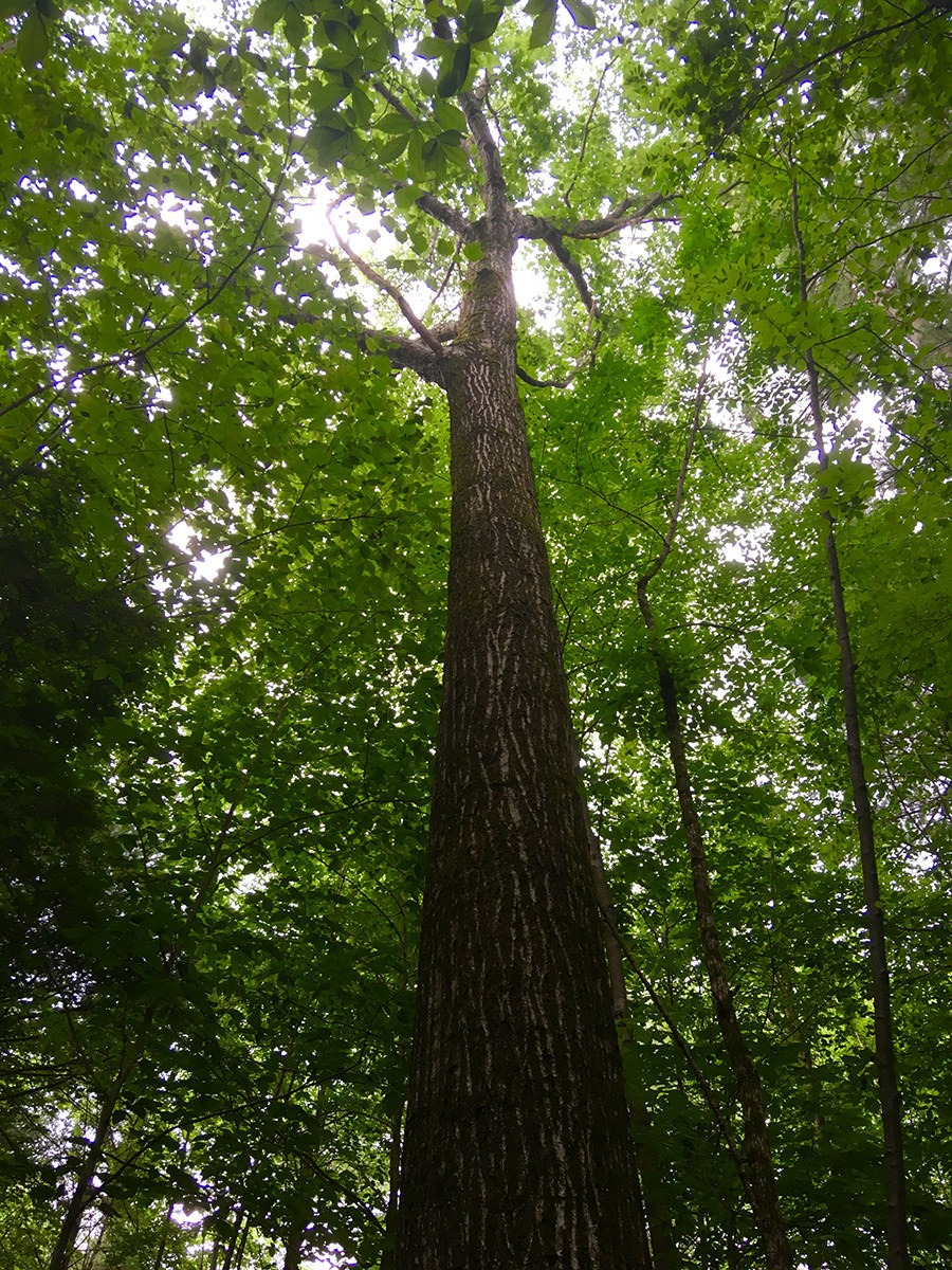 Retreat with Gina and Bernadine - 4-27-25 - Insight Meditation ...