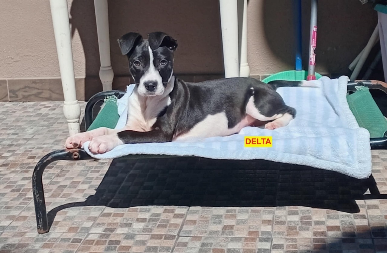 DELTA - Pet Adoption Application - Melita's Dream Animal Rescue