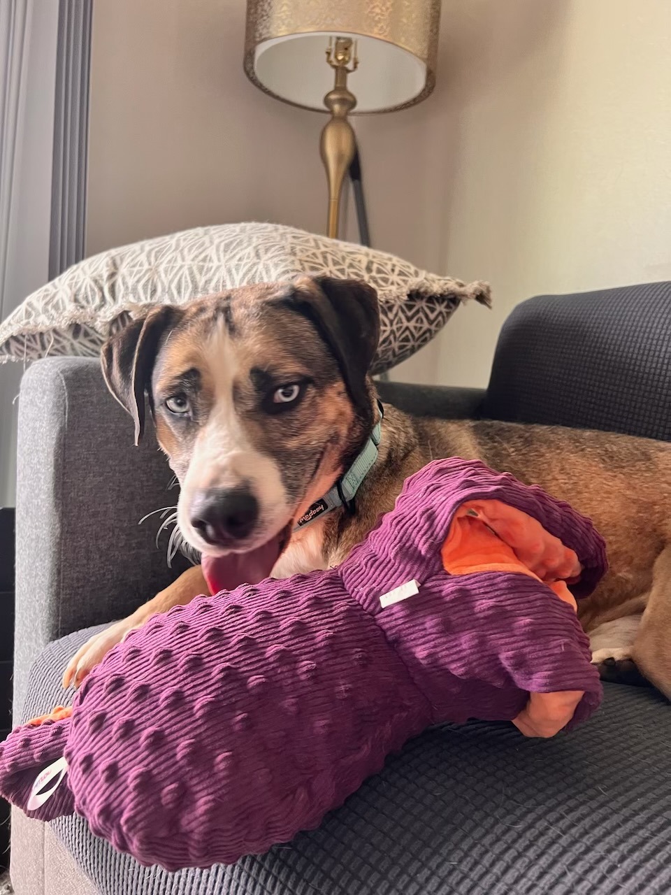 Perry - Pet Adoption Application - Melita's Dream Animal Rescue
