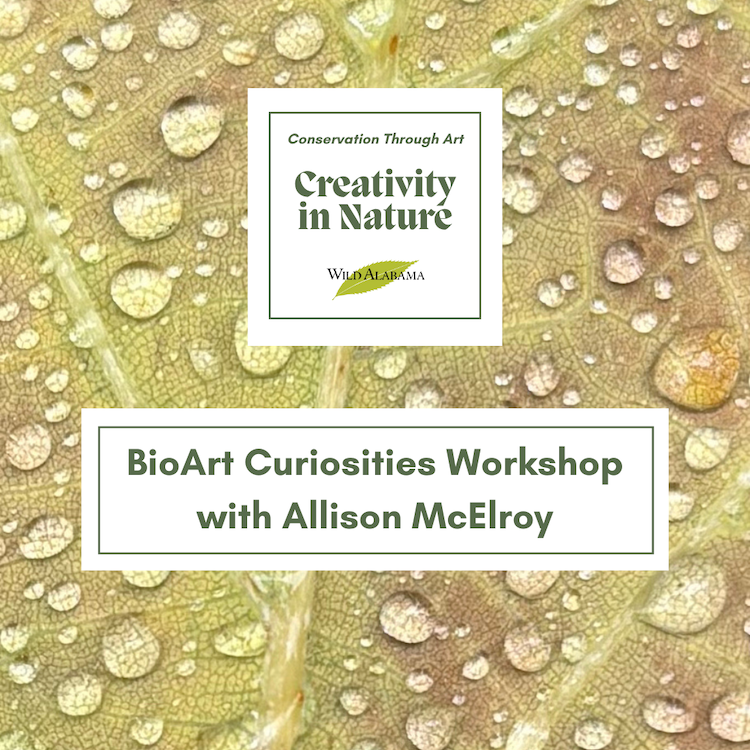 CTA BioArt Curiosities - Jan 28 - Wild Alabama